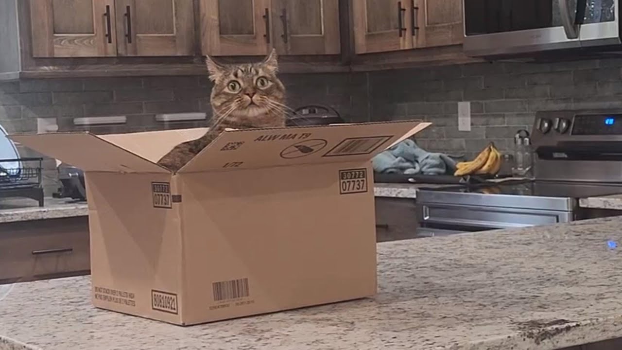 What Happens When a Cat Finds a Box? - YouTube