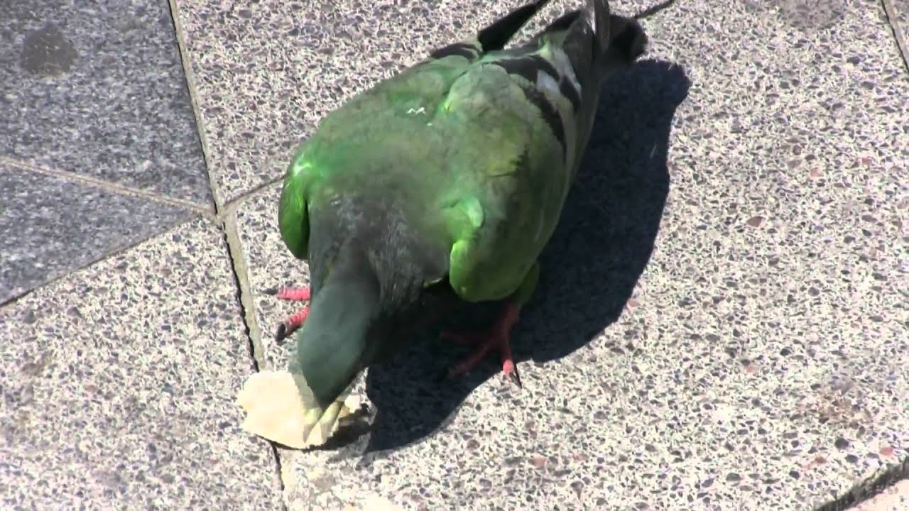 PIGEON Vert / Columba viribis / Place Publique ! BRUITX - YouTube