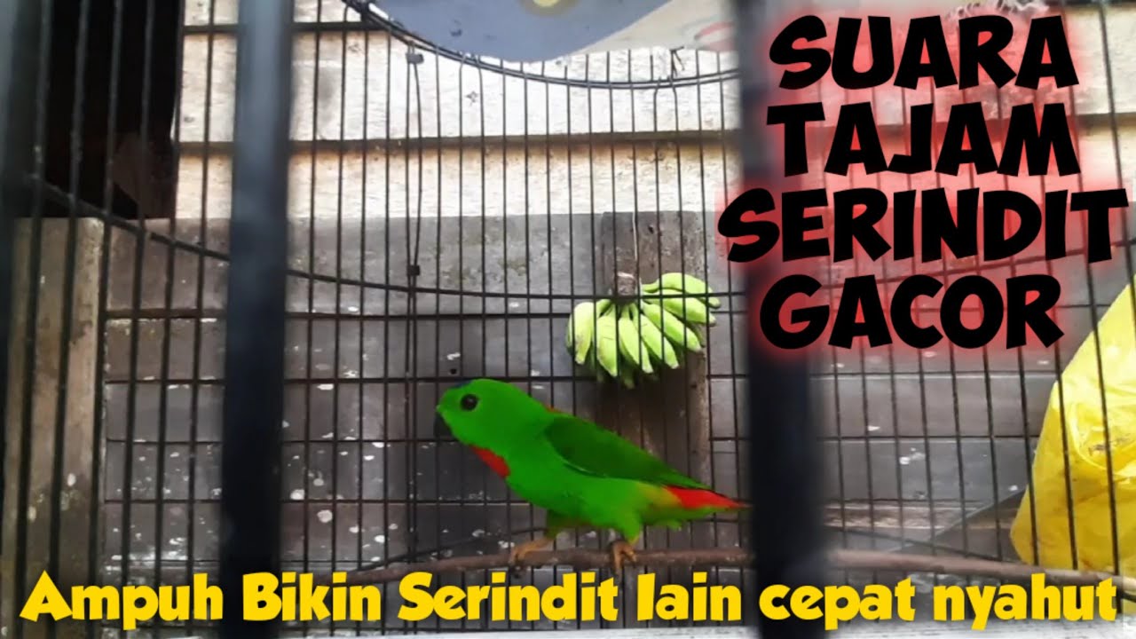 Burung Serindit Nembak Tajam Bagus Buat Masteran dan Pancingan Burung ...
