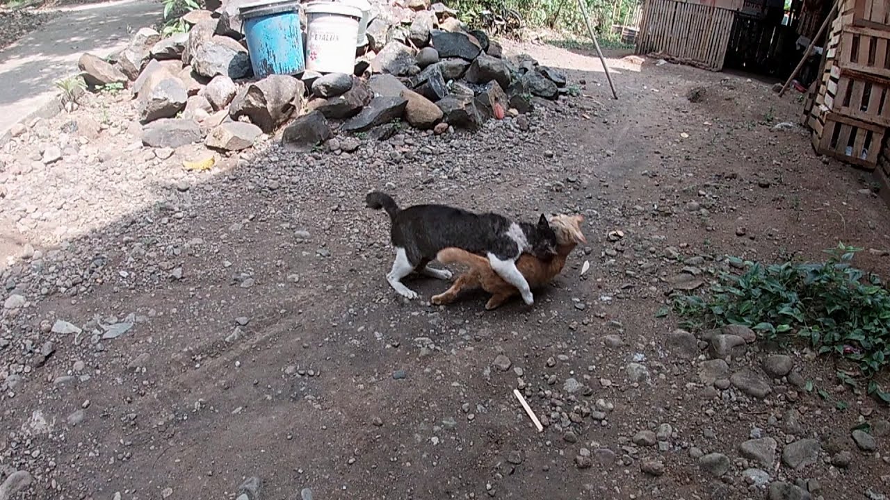 Kucing Kawin 2021 - YouTube