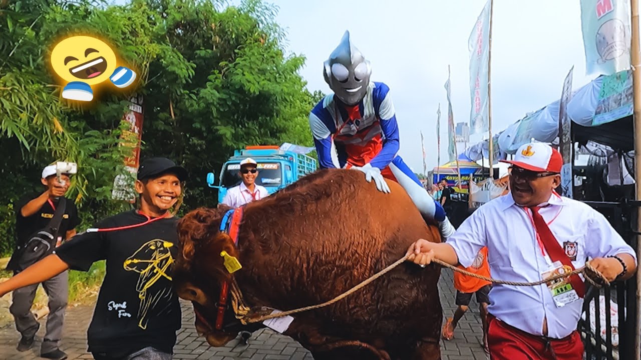 Ultraman Naik Sapi Super Sampai Oleng 🤣🤣🤣 Peserta Kontes Sapi Paling ...