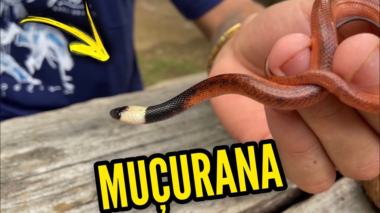 MUÇURANA (Cobra Preta) - A cobra do bem! | George Xavier - YouTube