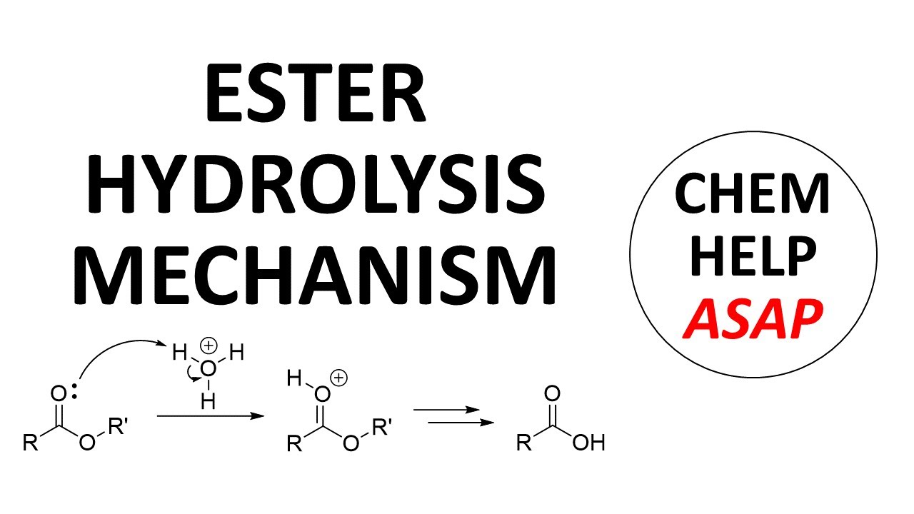 acid-catalyzed mechanism of ester hydrolysis - YouTube