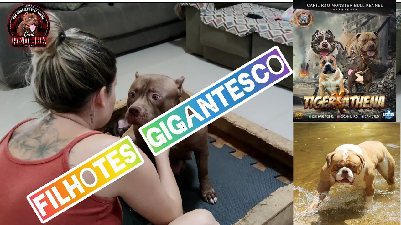 NEW IRON E TIGER MERLE PIT MONSTER. PIT BULL - YouTube