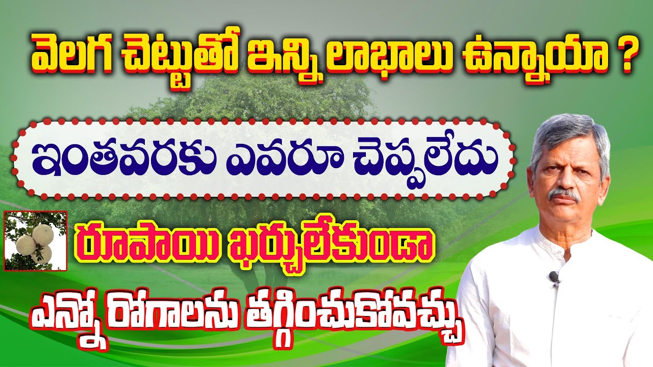Hidden Medicinal Values in Velaga Tree | వెలగ చెట్టు | B Anjaneya Raju ...