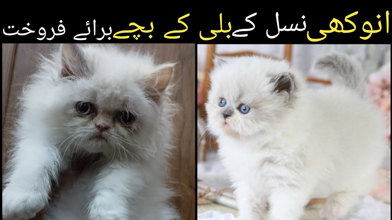 Persian kitten for sale in Pakistan || kittens in cheap price || cats ...