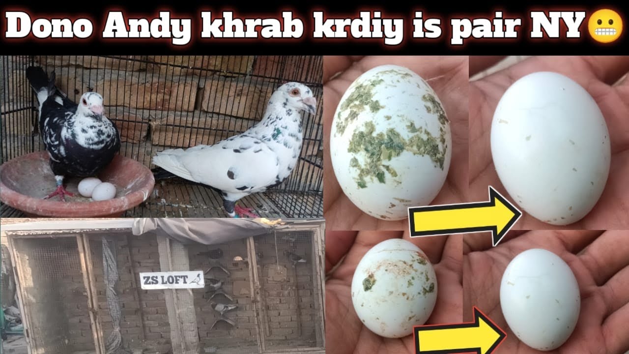 eggs cleaning 🧼😂 | Shamo chicks k breeding days a rhy bht jald 😍 ️ ...