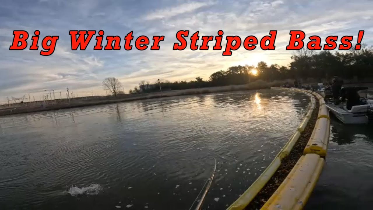 Catching Big Winter Striped Bass in the Cold! - YouTube