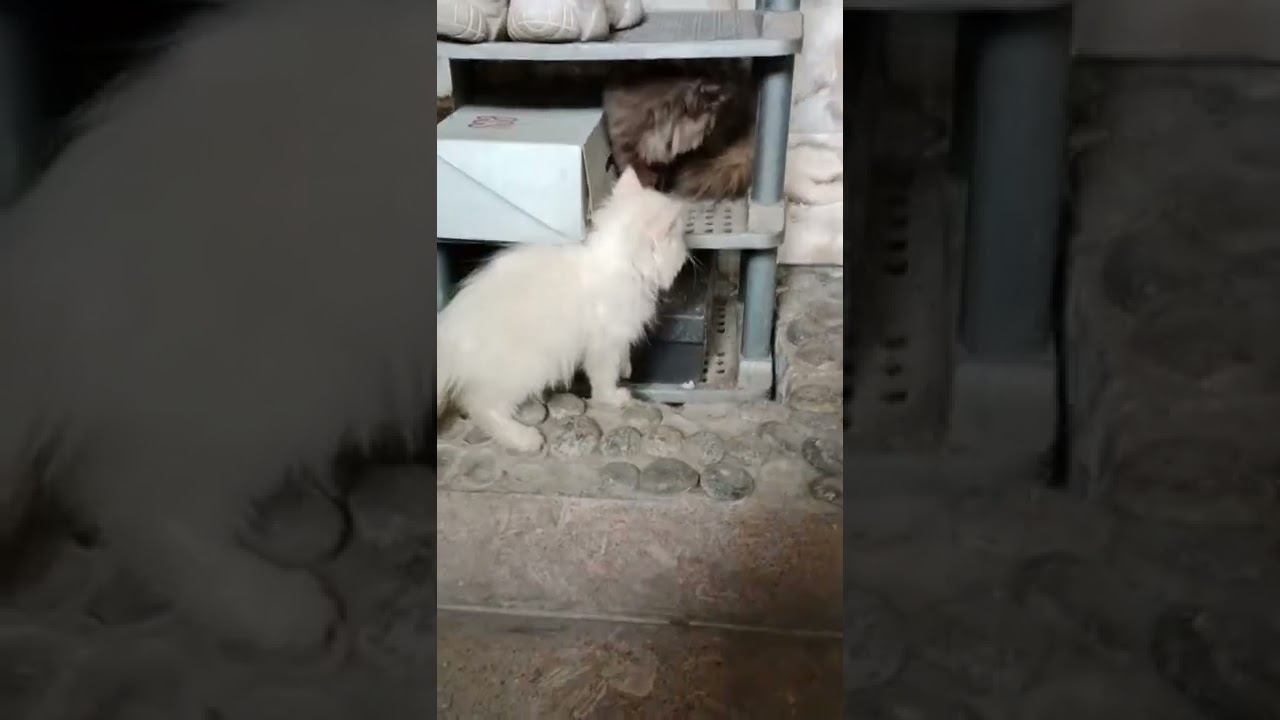 Top Funny Cats and Kitten Playing, Dancing Epic Compilation #414 the ...