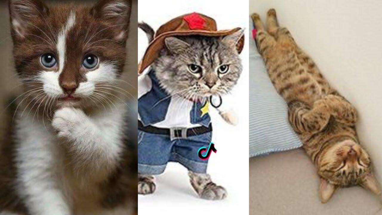 🤣 Funny tik tok CAT MEMES 🐱 - cat tiktok compilation video | (Funny ...