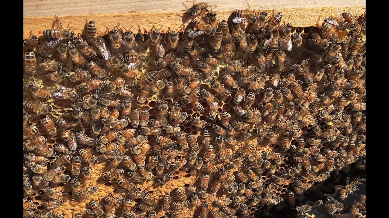 Update video and whoops i drop a frame. - YouTube