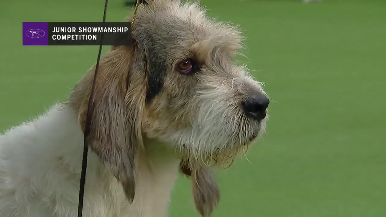 Junior Showmanship Competition ring 7 | Breed Judging 2019 - YouTube