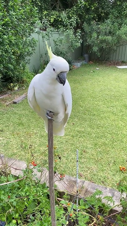 One Legged White Cockatoo π’ Youtube