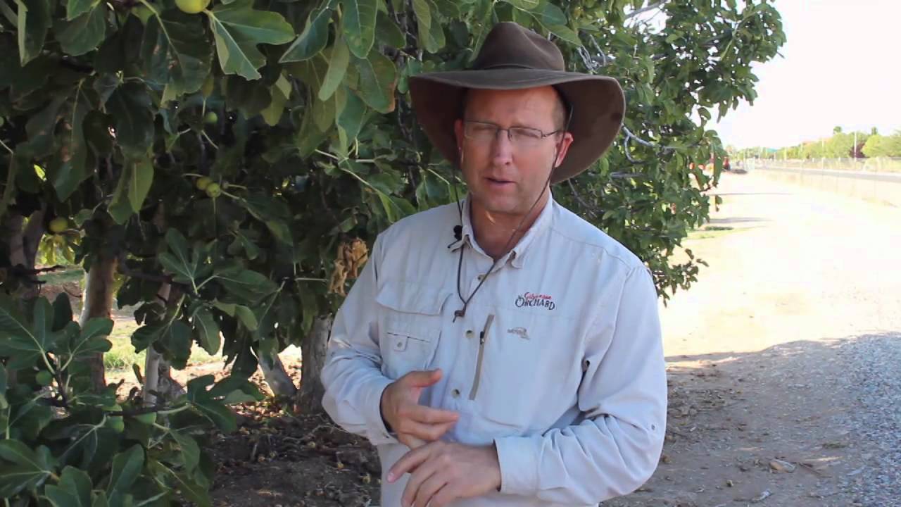 How to Pick - Figs - YouTube
