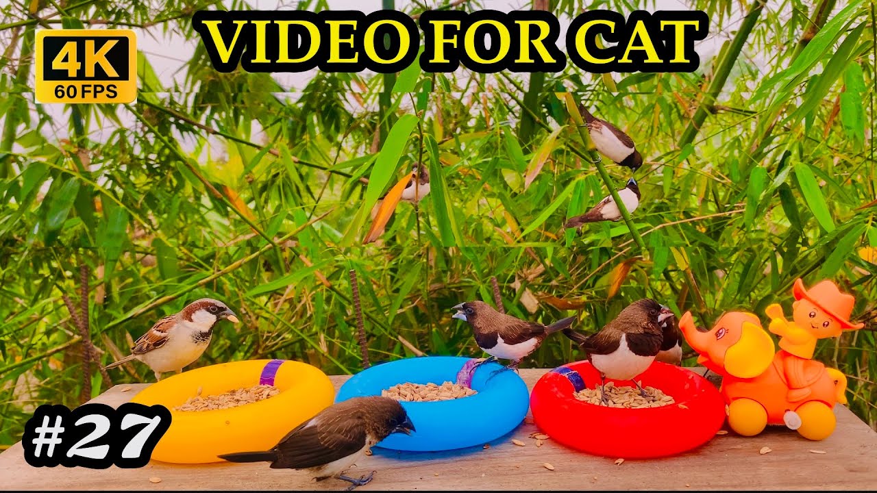 CAT TV for Cats to Watch 😻 Uninterrupted Cat Tv 🐱TV for Cats🐱Birds for ...