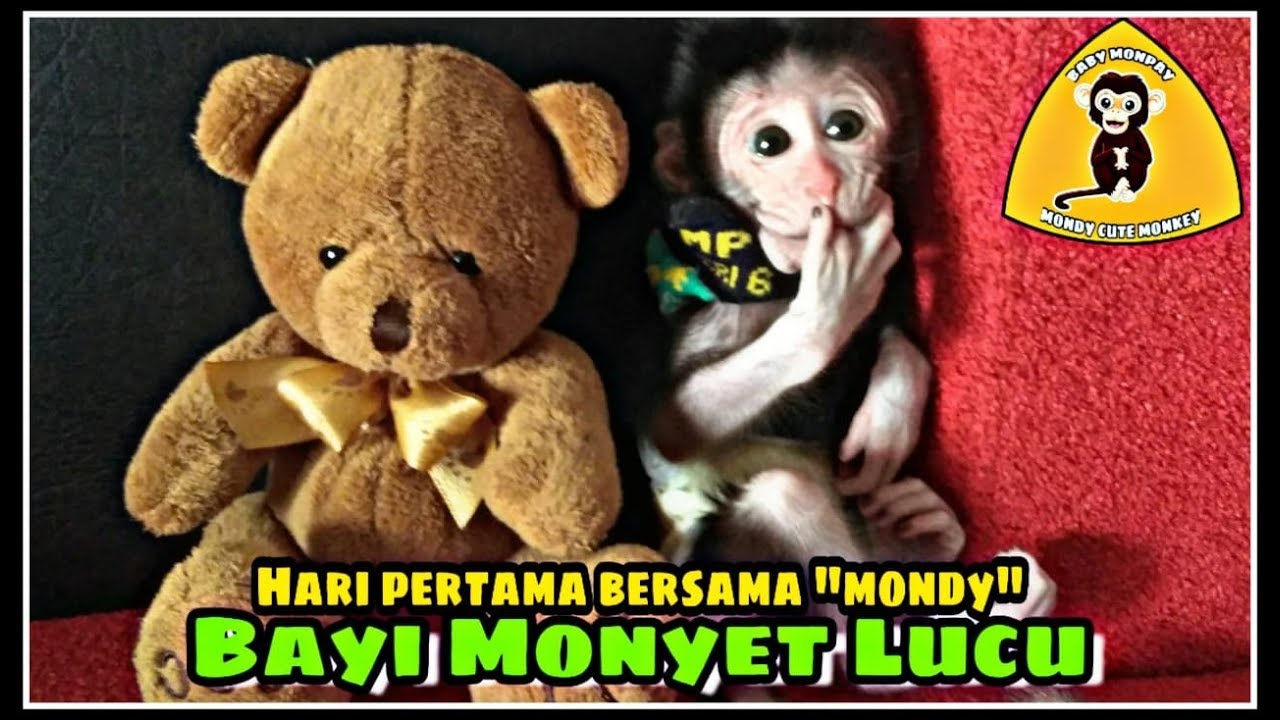 Tingkah Bayi monyet lucu bikin gemes || Mondy baby cute monkey - YouTube