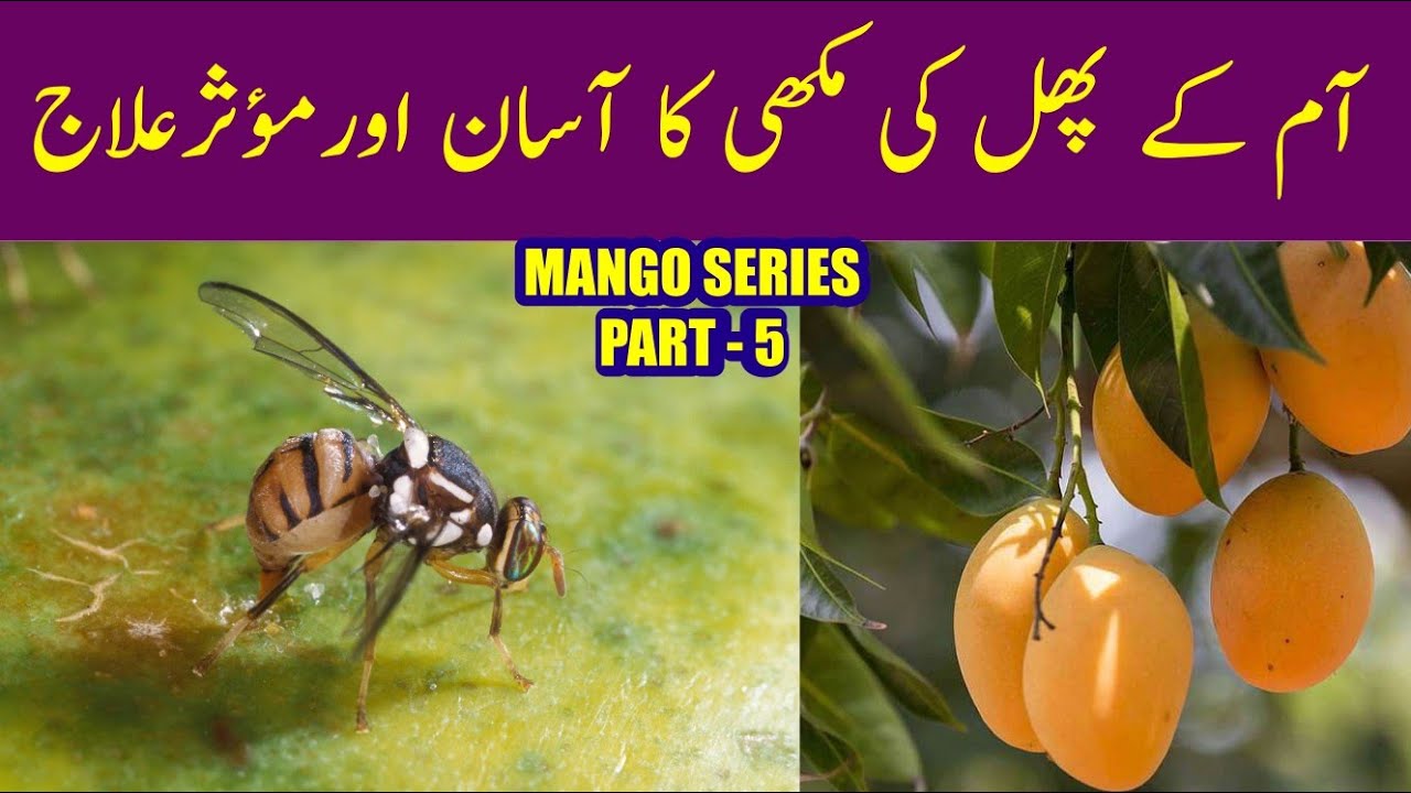 How to control Mango FruitFly I ام کی مکھی کا موثر کنٹرول - YouTube