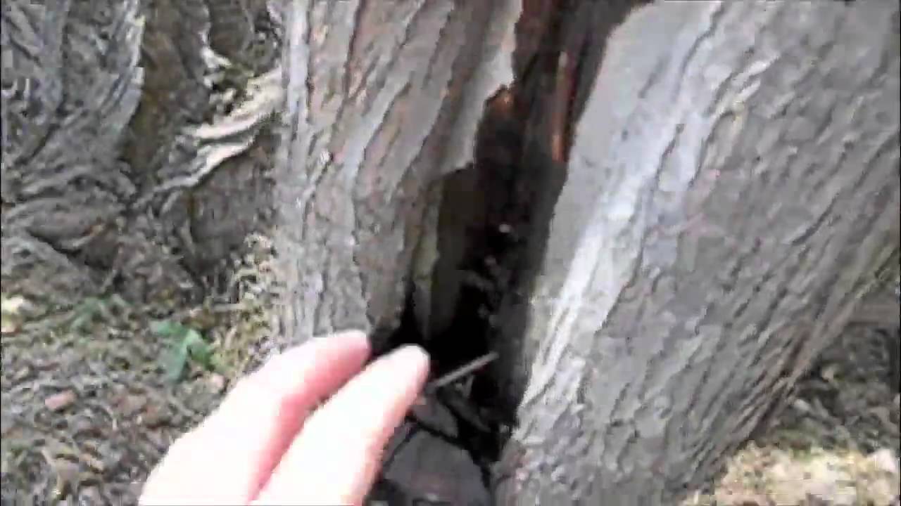 Side of Tree - YouTube