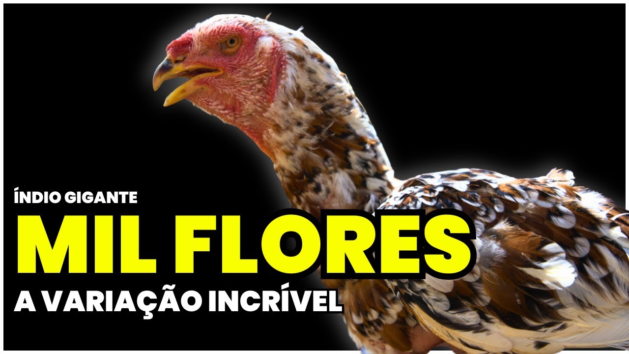 Mil Flores: A Variação do Índio Gigante que está conquistando o Brasil ...
