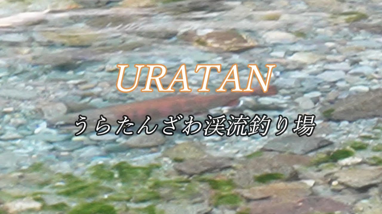 URATAN うらたんざわ渓流釣り場 10月初旬～ヤマメクラッシックⅡにサーモン？ - YouTube