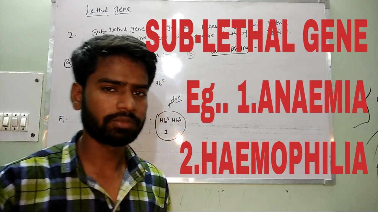 SUB- LETHAL GENE [RECESSIVE] example ANAEMIA AND HAEMOPHILIA - YouTube