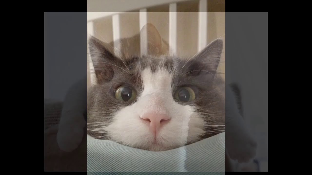 Senay meshet...enezamed! - YouTube