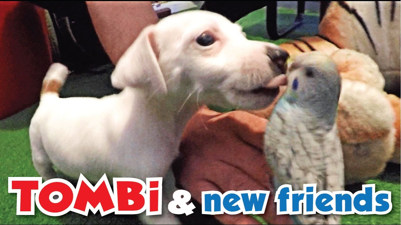 Cute dog Tombi with bird and tiger - YouTube