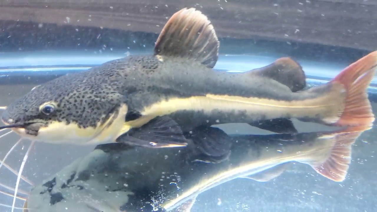 New aqueon 125 gallon, 6 foot long Aquarium! Redtail catfish - YouTube