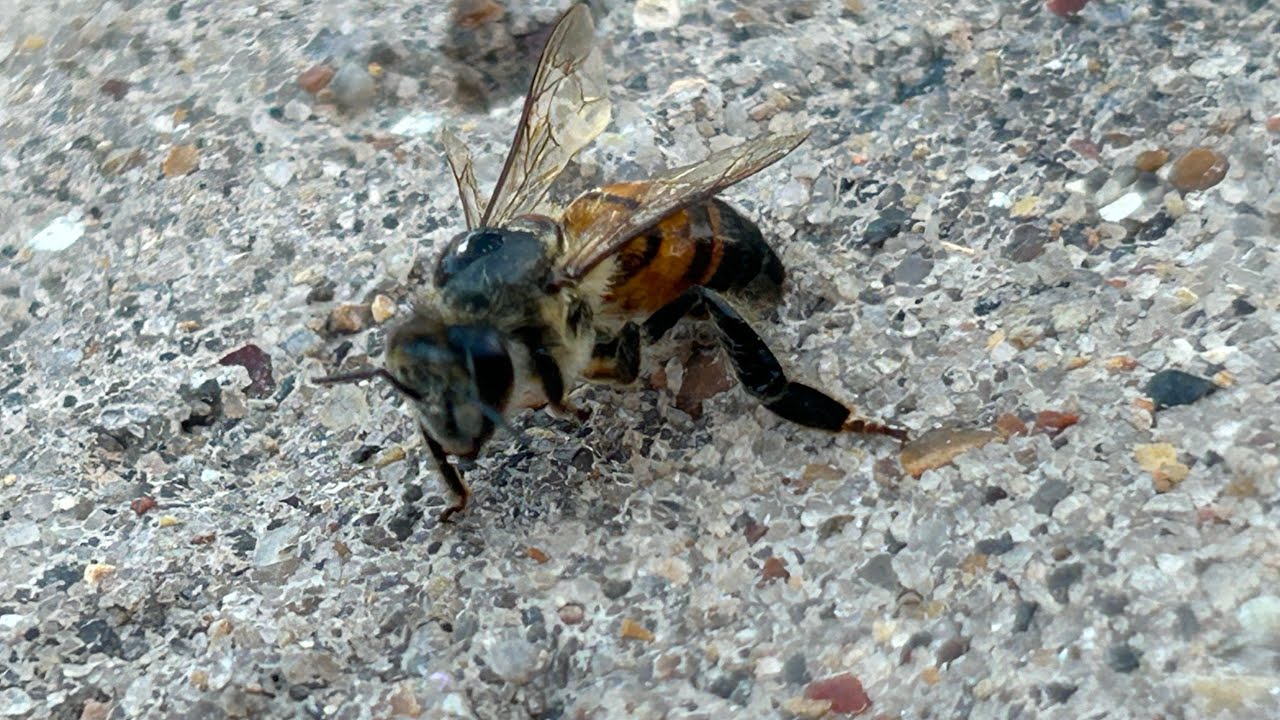Bee doing Bee things - YouTube