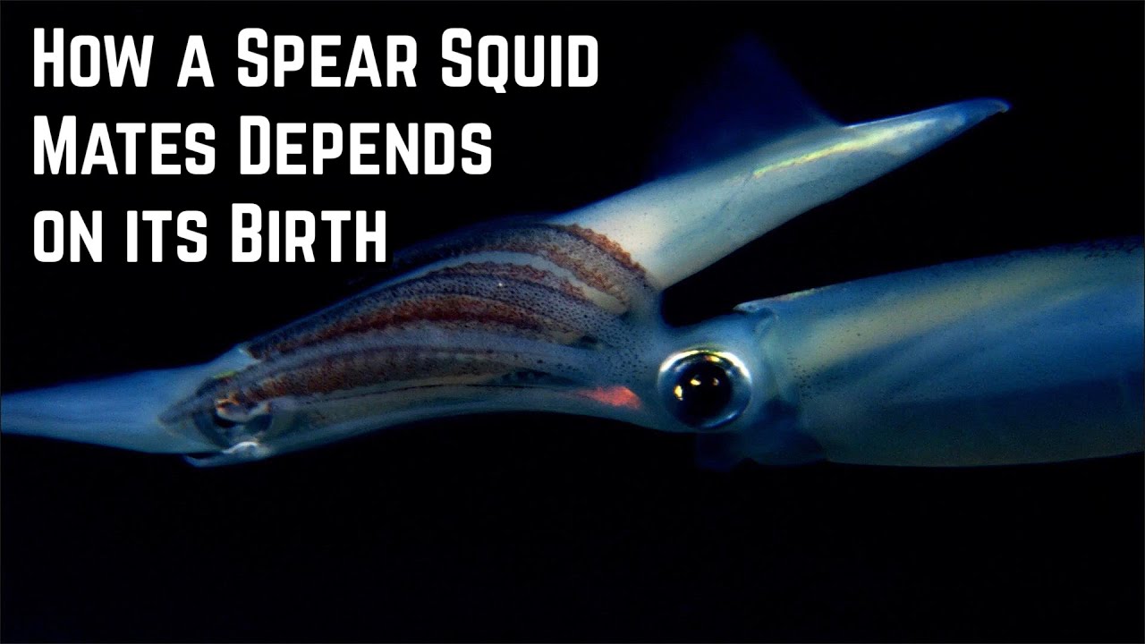 How a Spear Squid Mates Depends on its Birth - YouTube