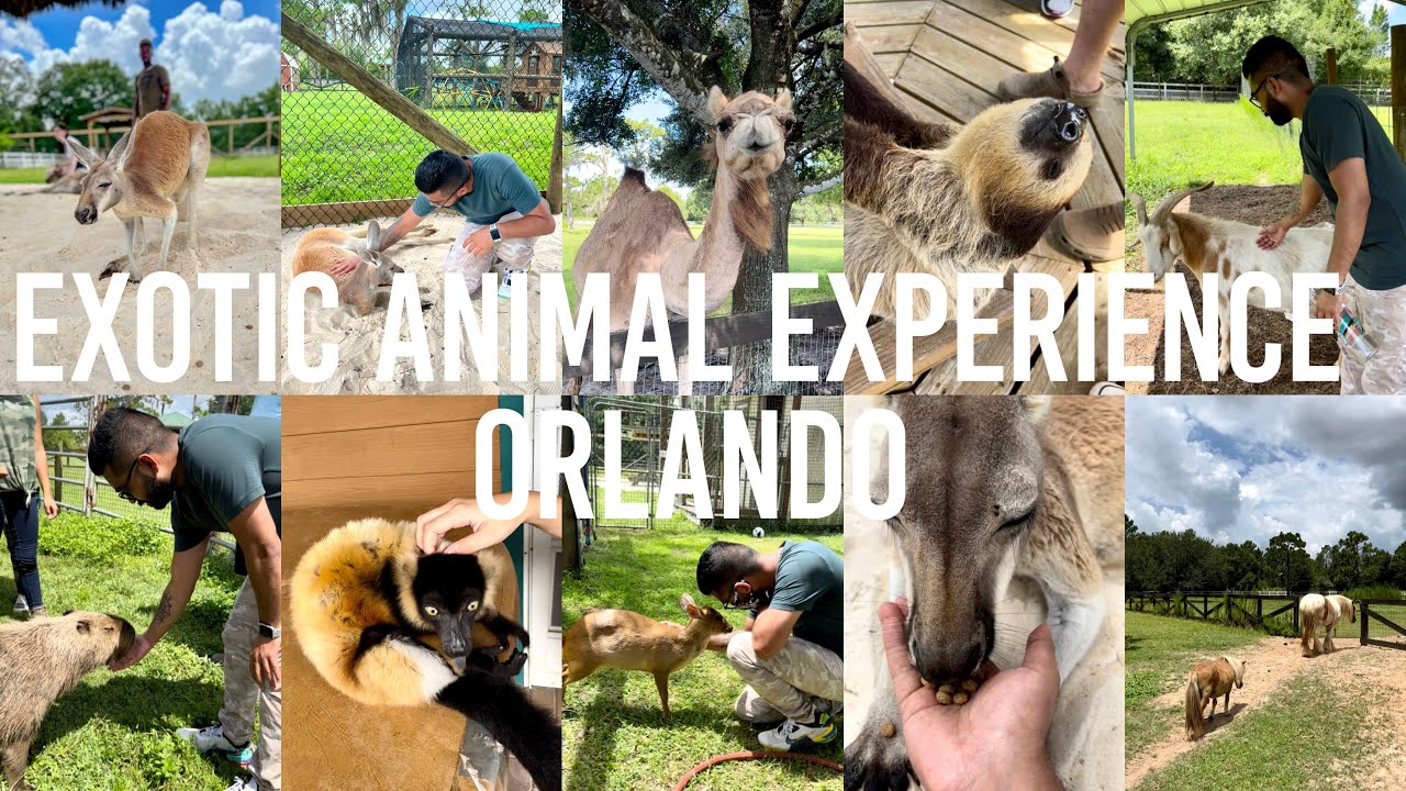 Exotic Animal Experience Orlando - YouTube