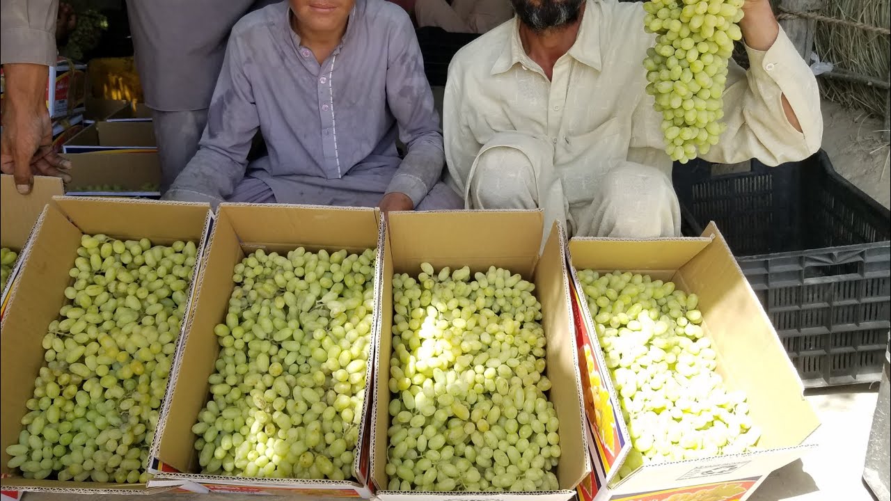 grapes farm packing of chaman qilla Abdullah balochistan چمن قلعہ ...