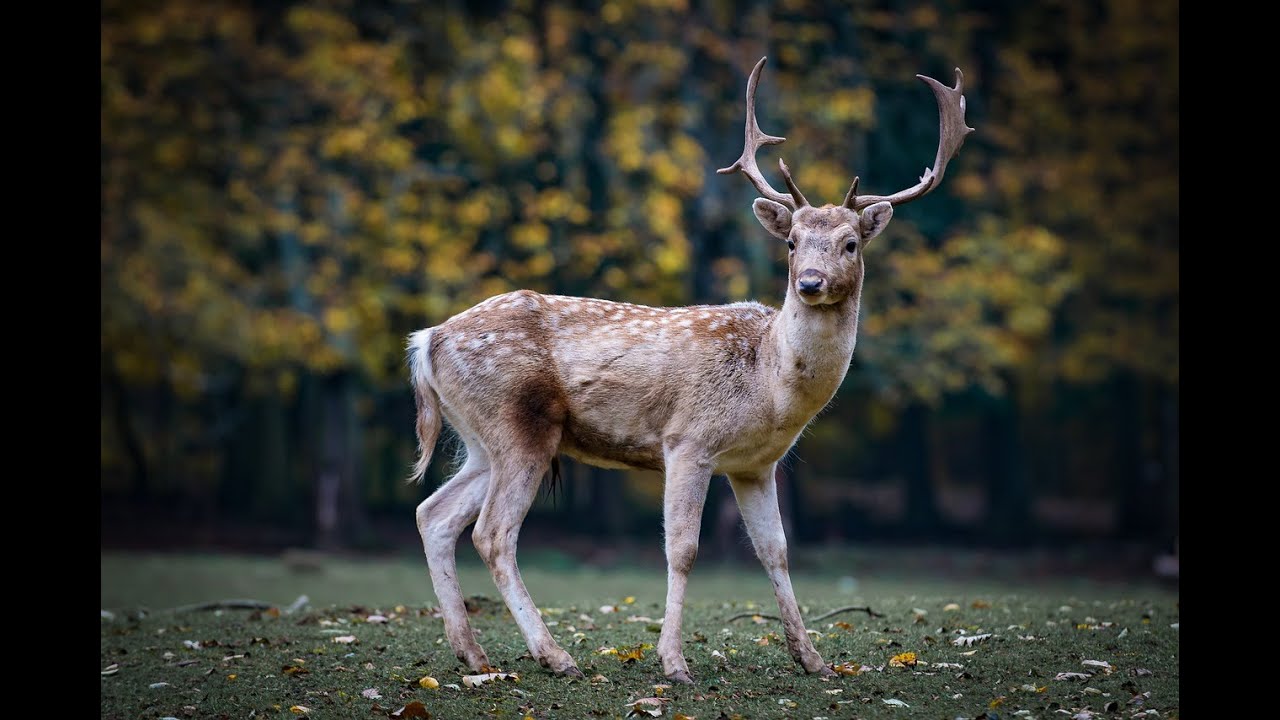 Wildlife In 4K - Amazing Scenes Of Animals | Scenic Relaxation Film ...