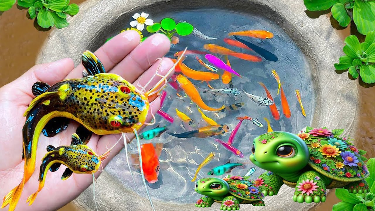 Amazing Catch Baby Eels In Eggs, Koi, Carp Fish, Guppies, Three Tailed ...