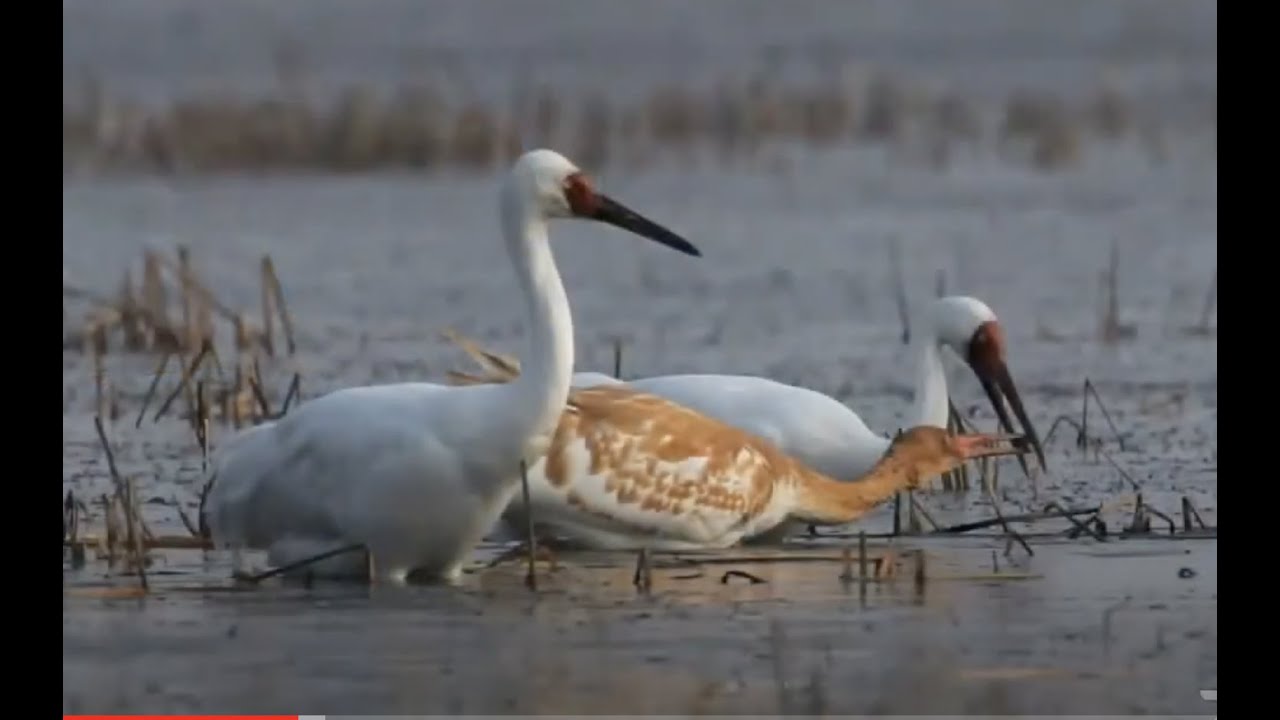 Disney's Conservation Programs by Jason Fischer - YouTube