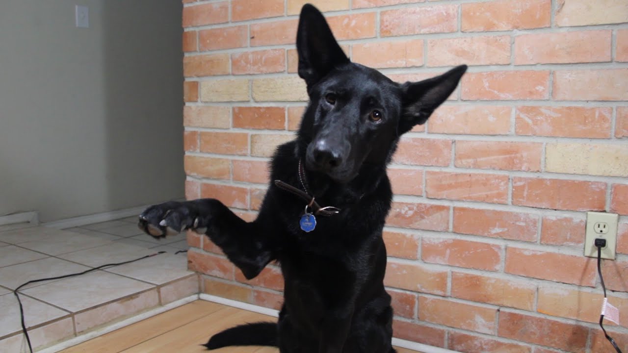 Ultimate Bilingual Talking Dog - German Shepherd - YouTube