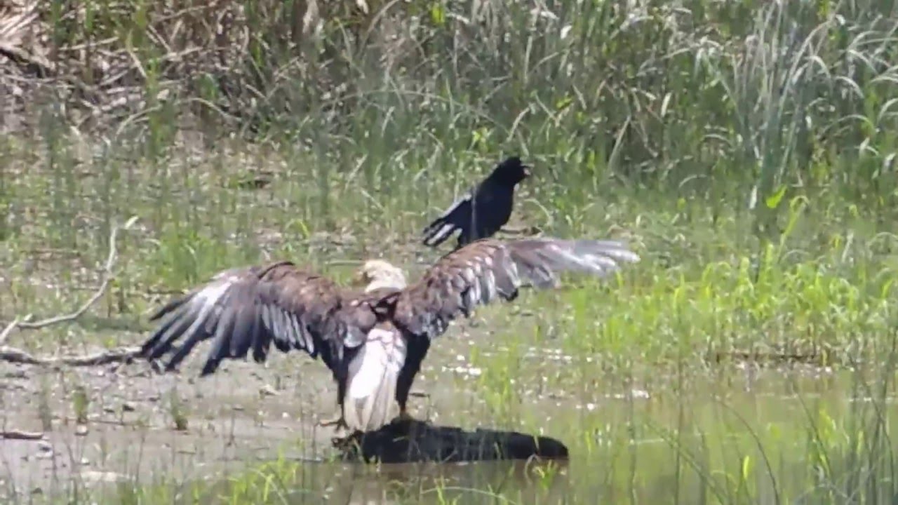 Swimming Bald Eagle - YouTube