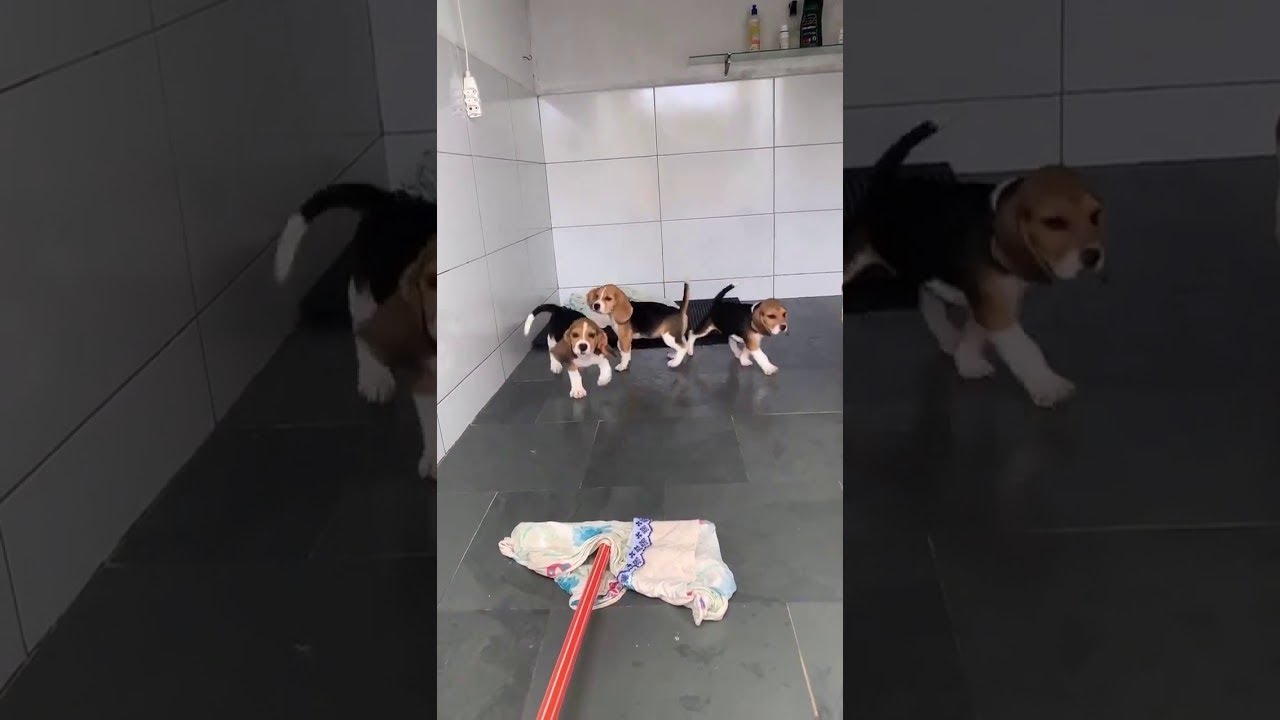 A Bunch of Beagles Dance with Broom || ViralHog - YouTube
