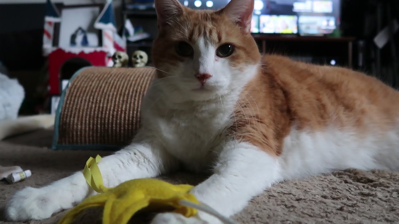 Cute Cat Playtime - YouTube