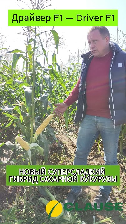 Драйвер F1 — Driver F1 #агро #кукуруза #семена #семенакукруз # ...