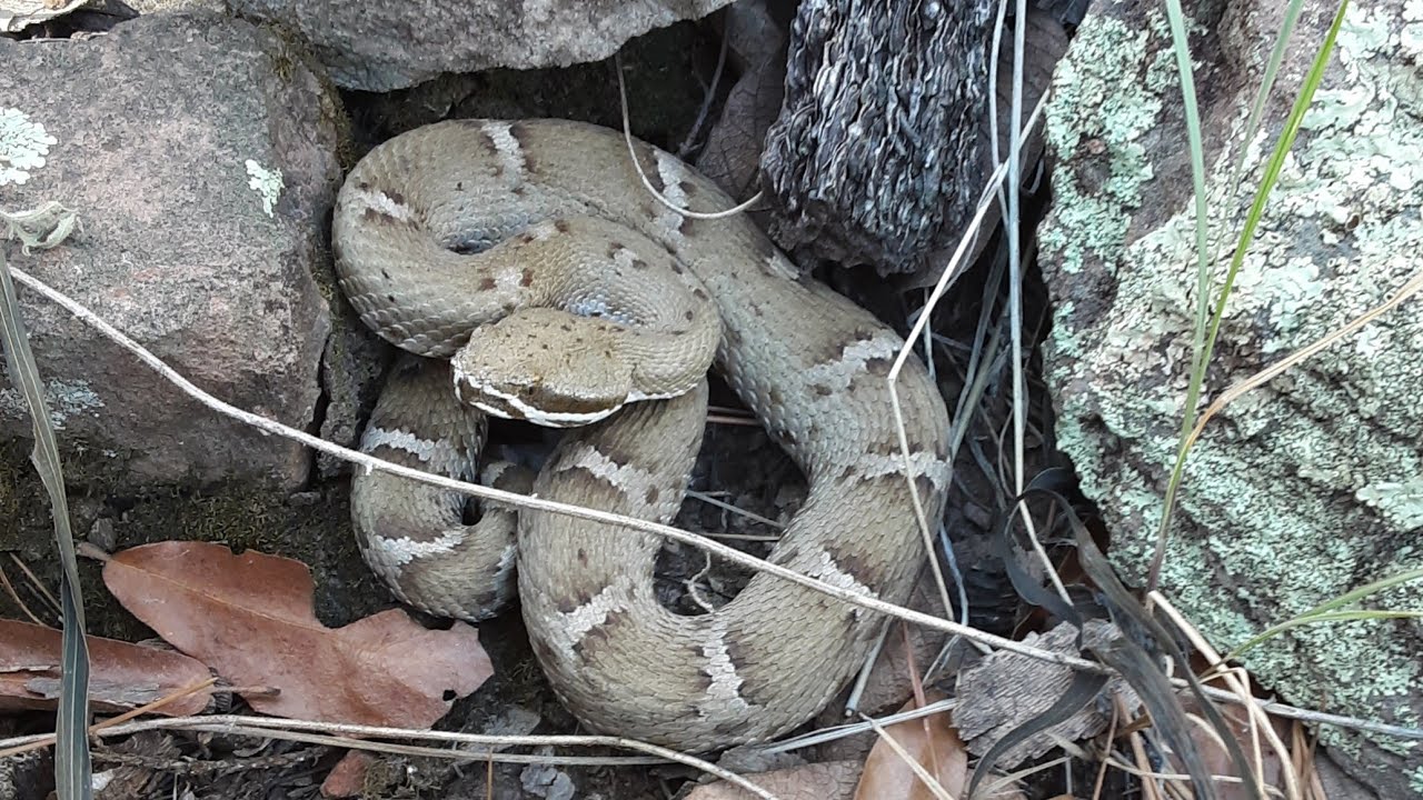 Beautiful Ridge-nosed Rattlesnake! Southern Arizona - YouTube