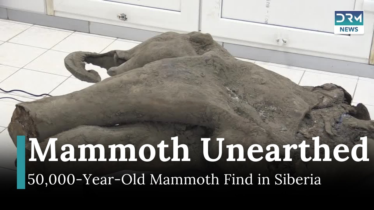 50,000-Year-Old Mammoth Found in Siberian Permafrost: A Stunning Ice ...