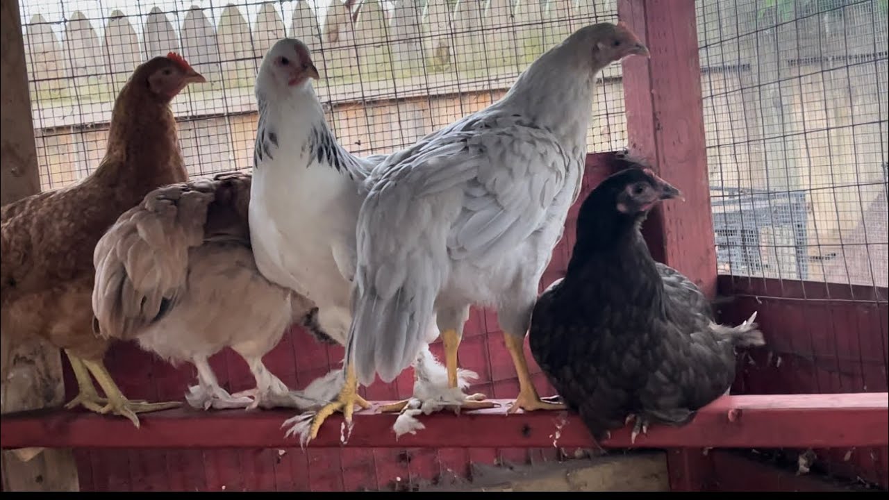 Chick and Willow update - YouTube