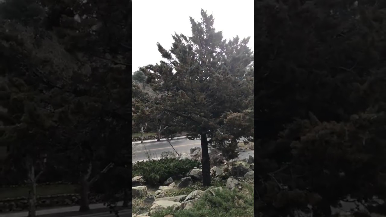 Enormous Pollen Cloud Falls From Arizona Cypress Tree - YouTube