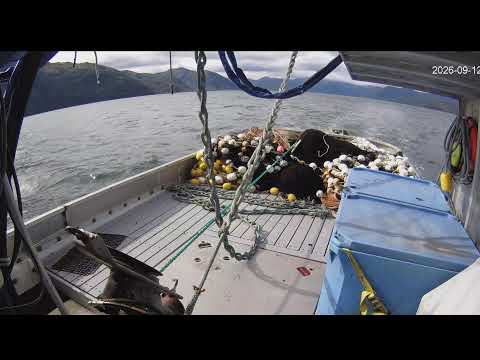 EIS Alaska Live- Seining for Silver Salmon.