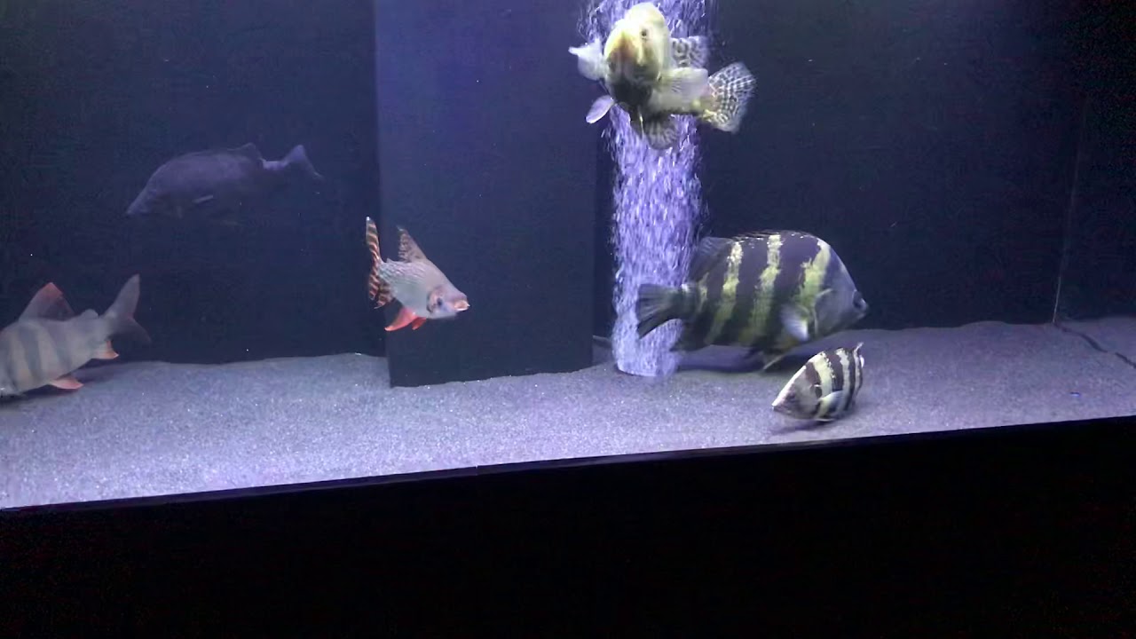 Ngt, datnoid, Chinese perch, albino arowana, part 1 - YouTube