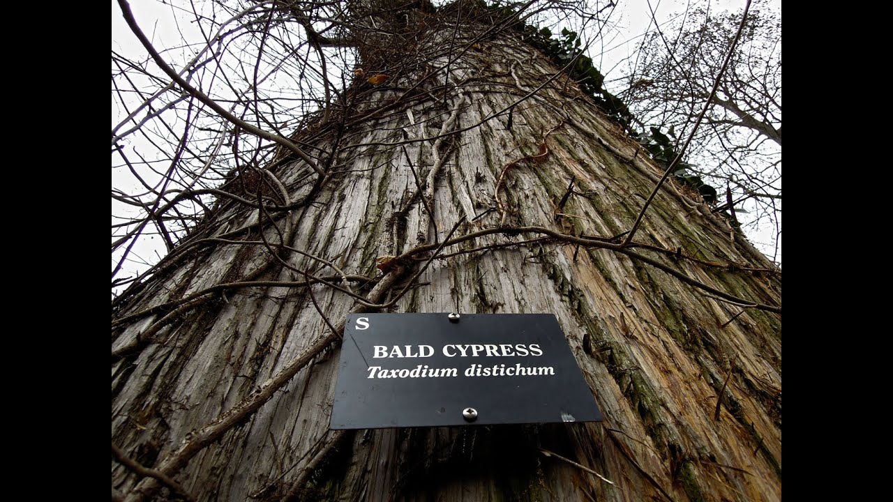 The Bald Cypress Trees of Hollywood Cemetery, RVA 2015 - YouTube