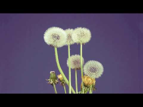 netural beauty of watshap status natural beauty of flowers