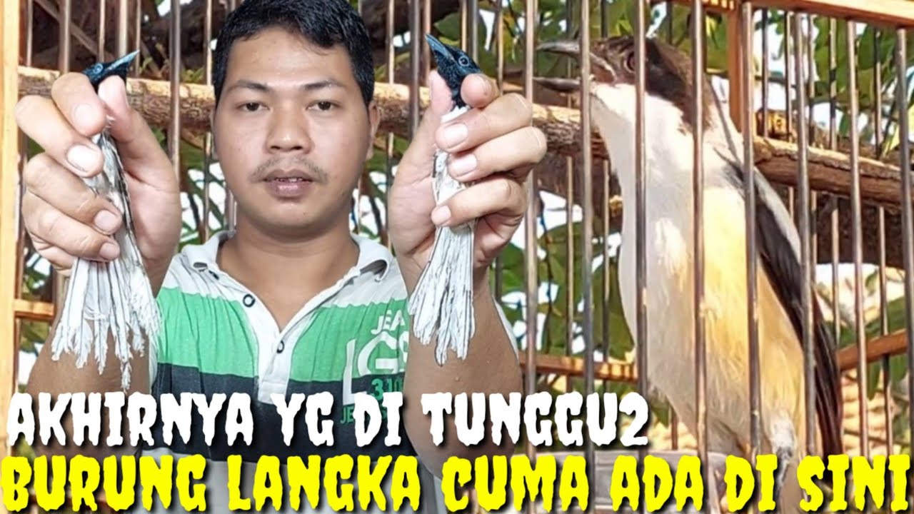 INTIP KOLEKSI BURUNG SUPER GACOR 24 JAM DAN BURUNG PALING LANGKA - YouTube