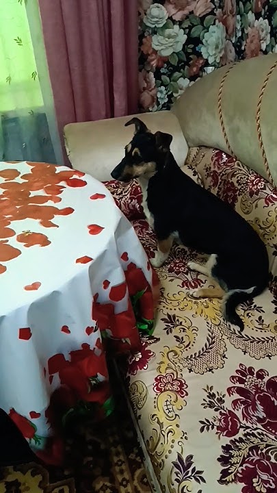 Белочка до сих пор скучает по котёнку и ждёт 😔 #собака #животные # ...